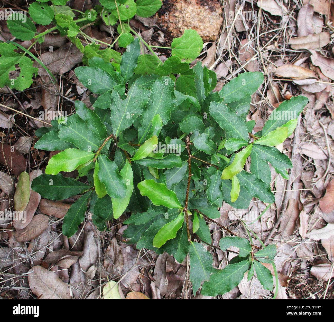 dicots (Magnoliopsida) Plantae Stock Photo - Alamy