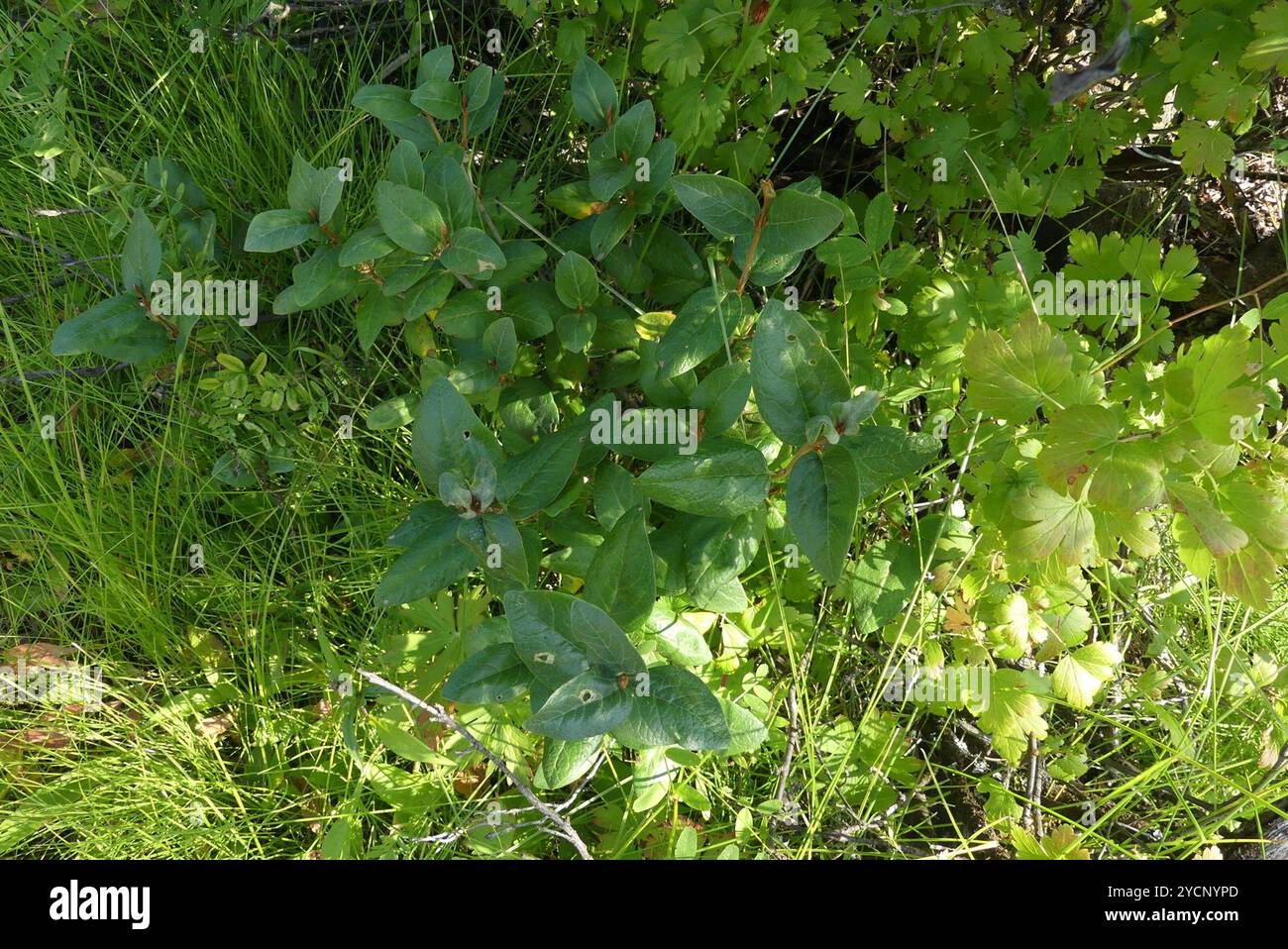 Canadian buffalo-berry (Shepherdia canadensis) Plantae Stock Photo - Alamy