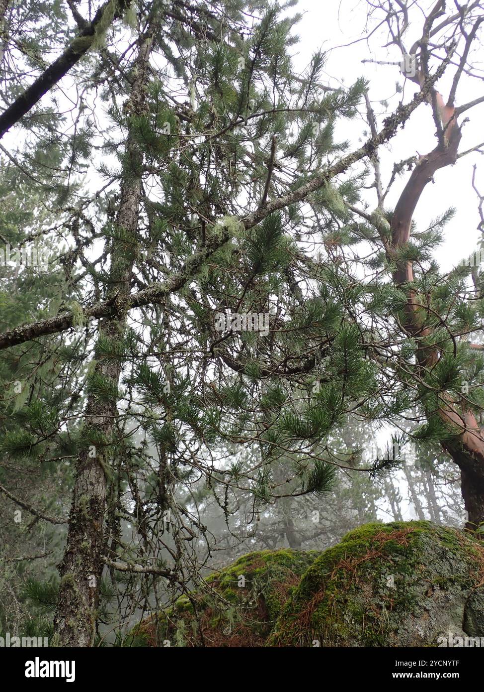 Shore Pine (Pinus contorta contorta) Plantae Stock Photo - Alamy