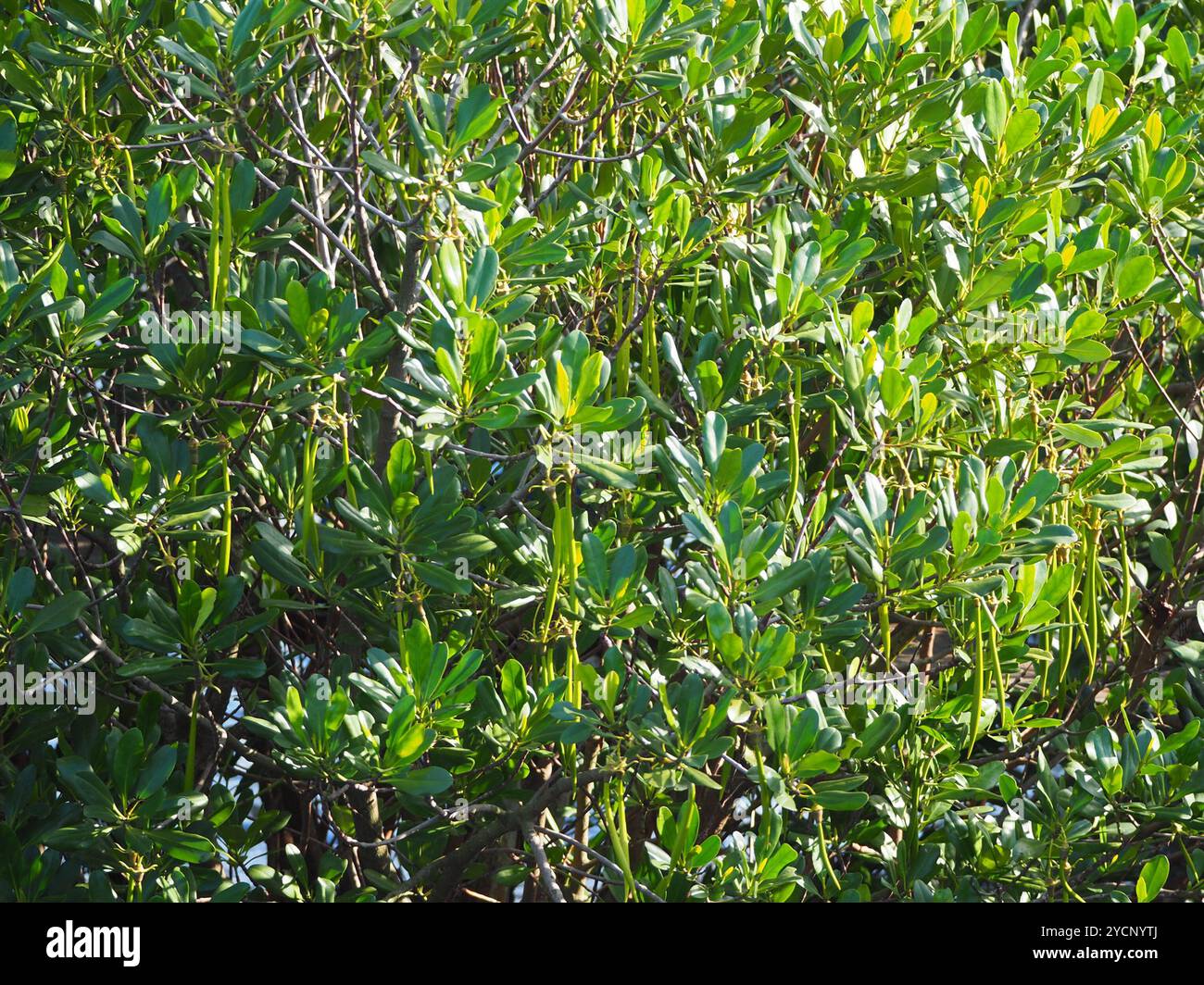 (Kandelia obovata) Plantae Stock Photo - Alamy