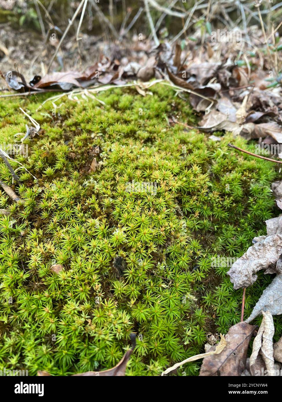 lesser smoothcap (Atrichum angustatum) Plantae Stock Photo - Alamy