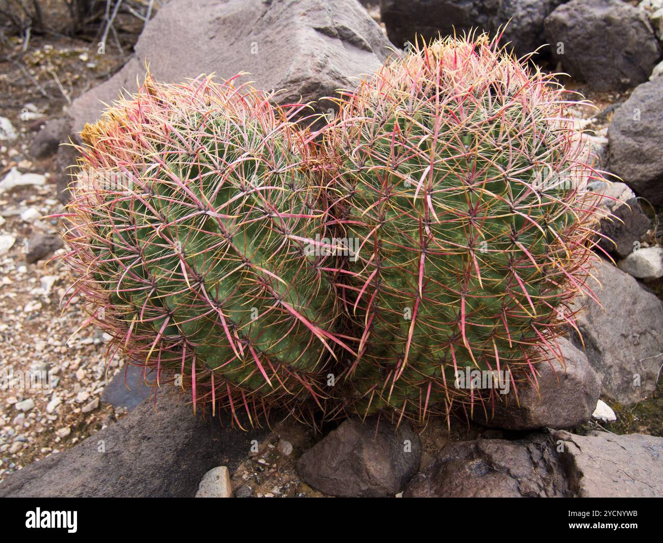 California Barrel Cactus (Ferocactus cylindraceus) Plantae Stock Photo ...