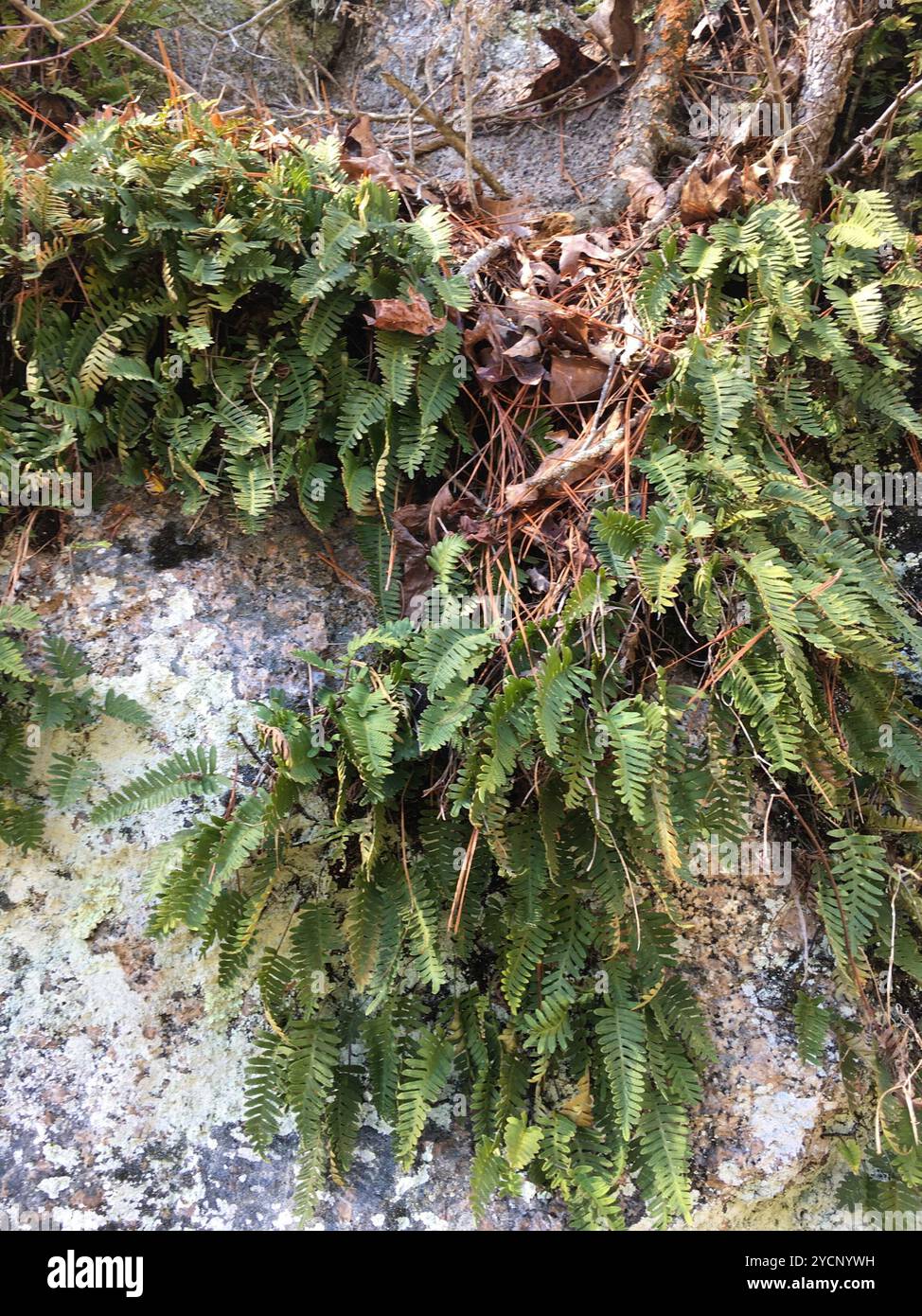 resurrection fern (Pleopeltis michauxiana) Plantae Stock Photo - Alamy