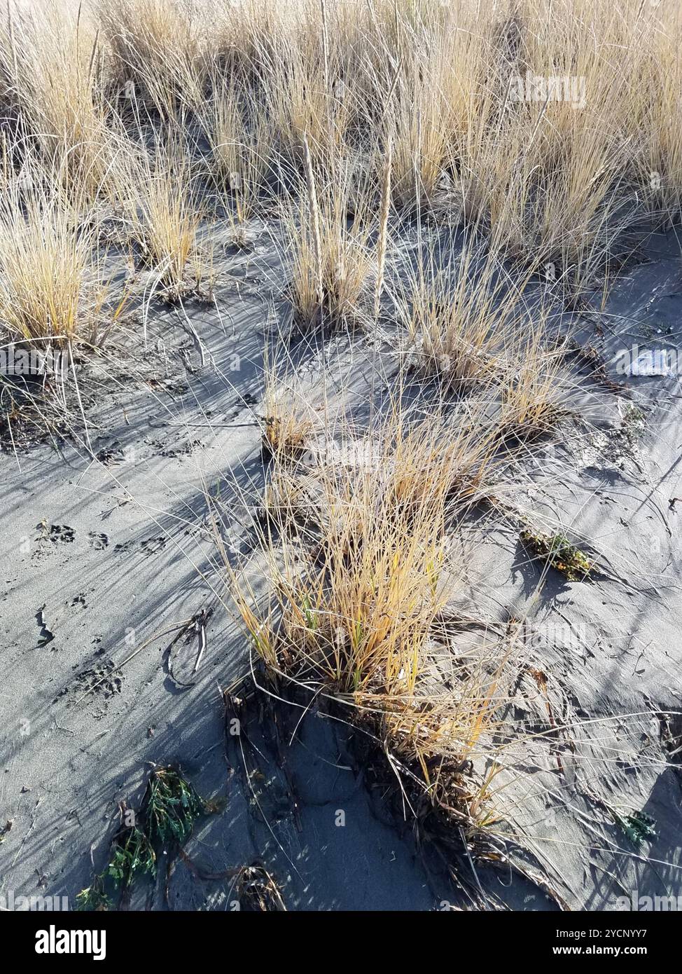 American marram grass (Calamagrostis breviligulata) Plantae Stock Photo ...