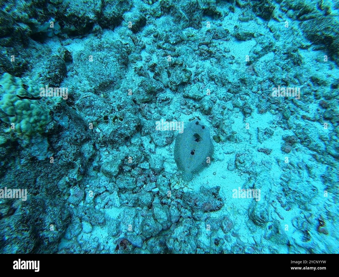Pacific Peacock Flounder (Bothus mancus) Actinopterygii Stock Photo - Alamy