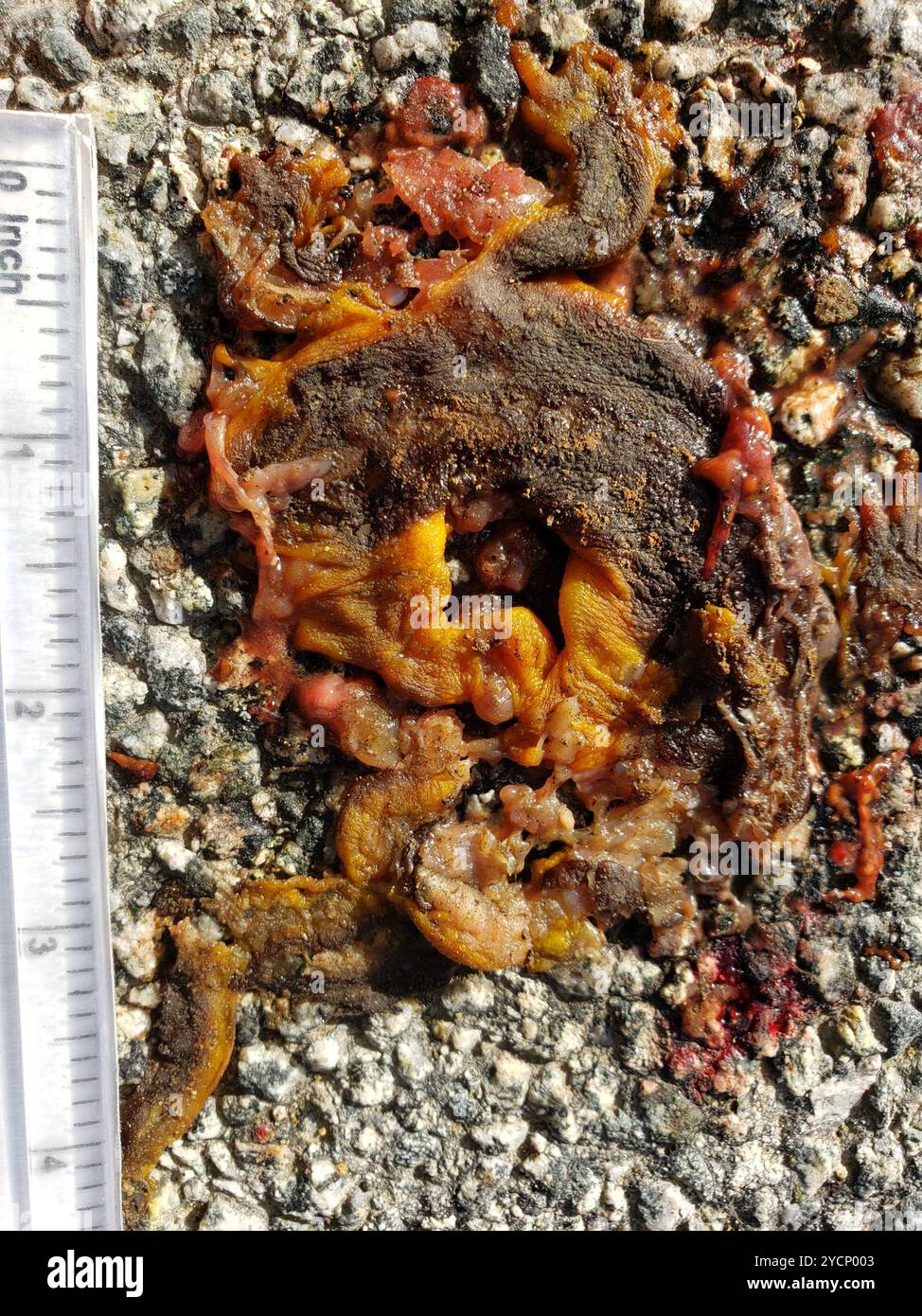 Pacific Newts (Taricha) Amphibia Stock Photo - Alamy