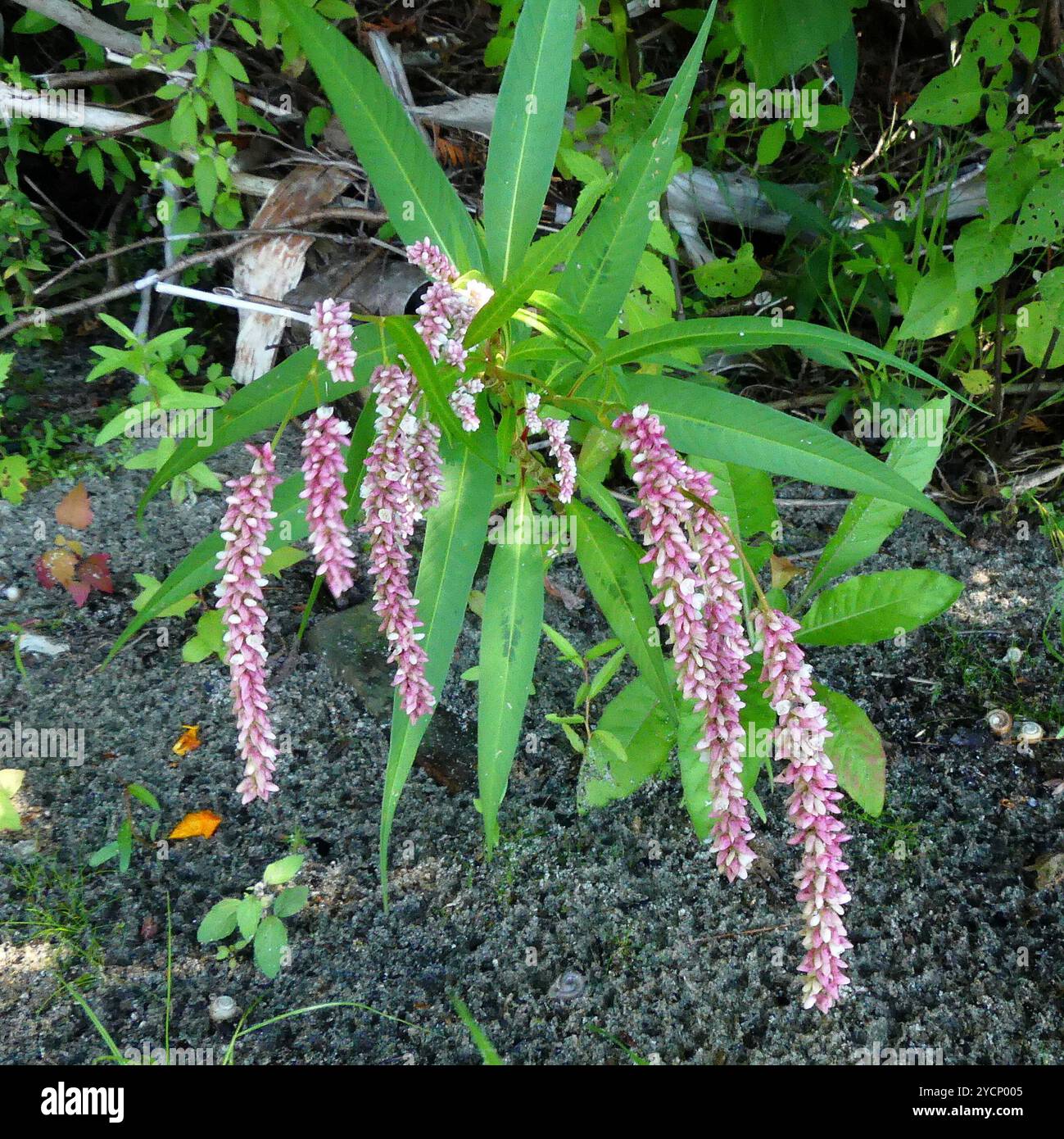 spotted lady's thumb (Persicaria maculosa) Plantae Stock Photo - Alamy