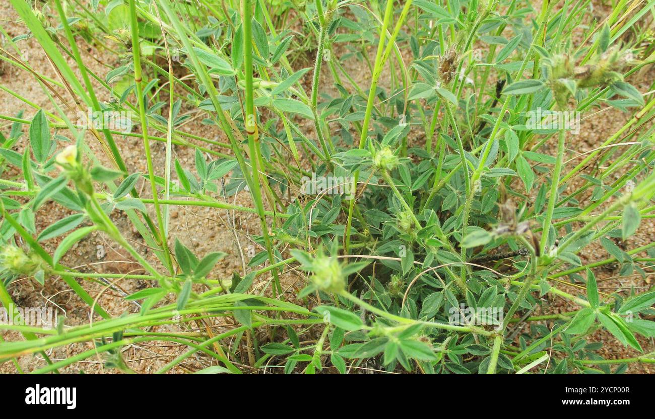 Wild Lucerne (Stylosanthes fruticosa) Plantae Stock Photo - Alamy