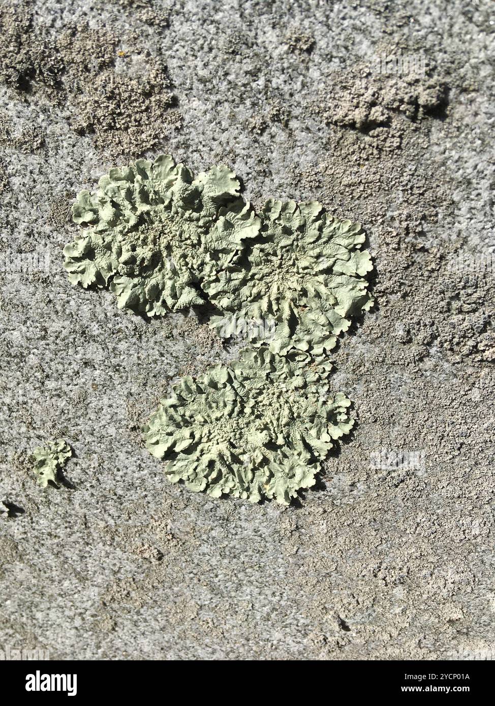 typical shield lichens (Parmelioideae) Fungi Stock Photo - Alamy