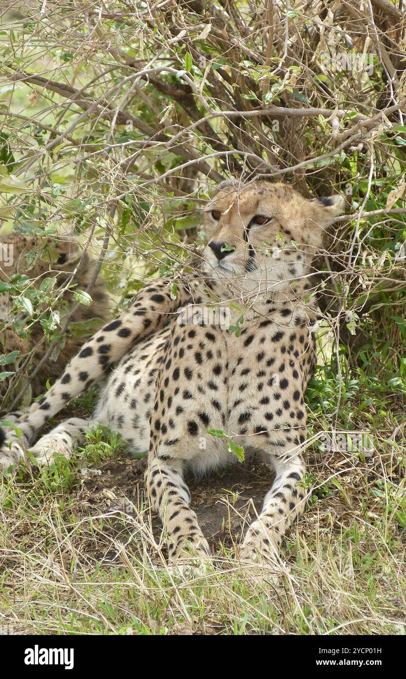 Southern and Eastern African Cheetah (Acinonyx jubatus jubatus ...