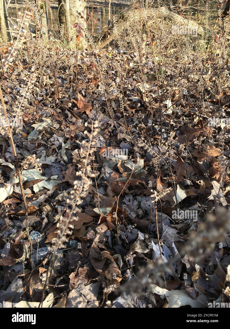 beefsteak plant (Perilla frutescens) Plantae Stock Photo - Alamy