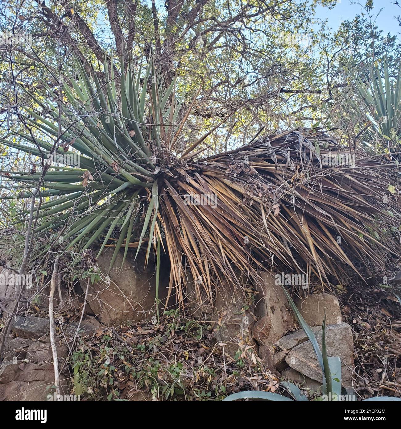 mountain yucca (Yucca madrensis) Plantae Stock Photo - Alamy
