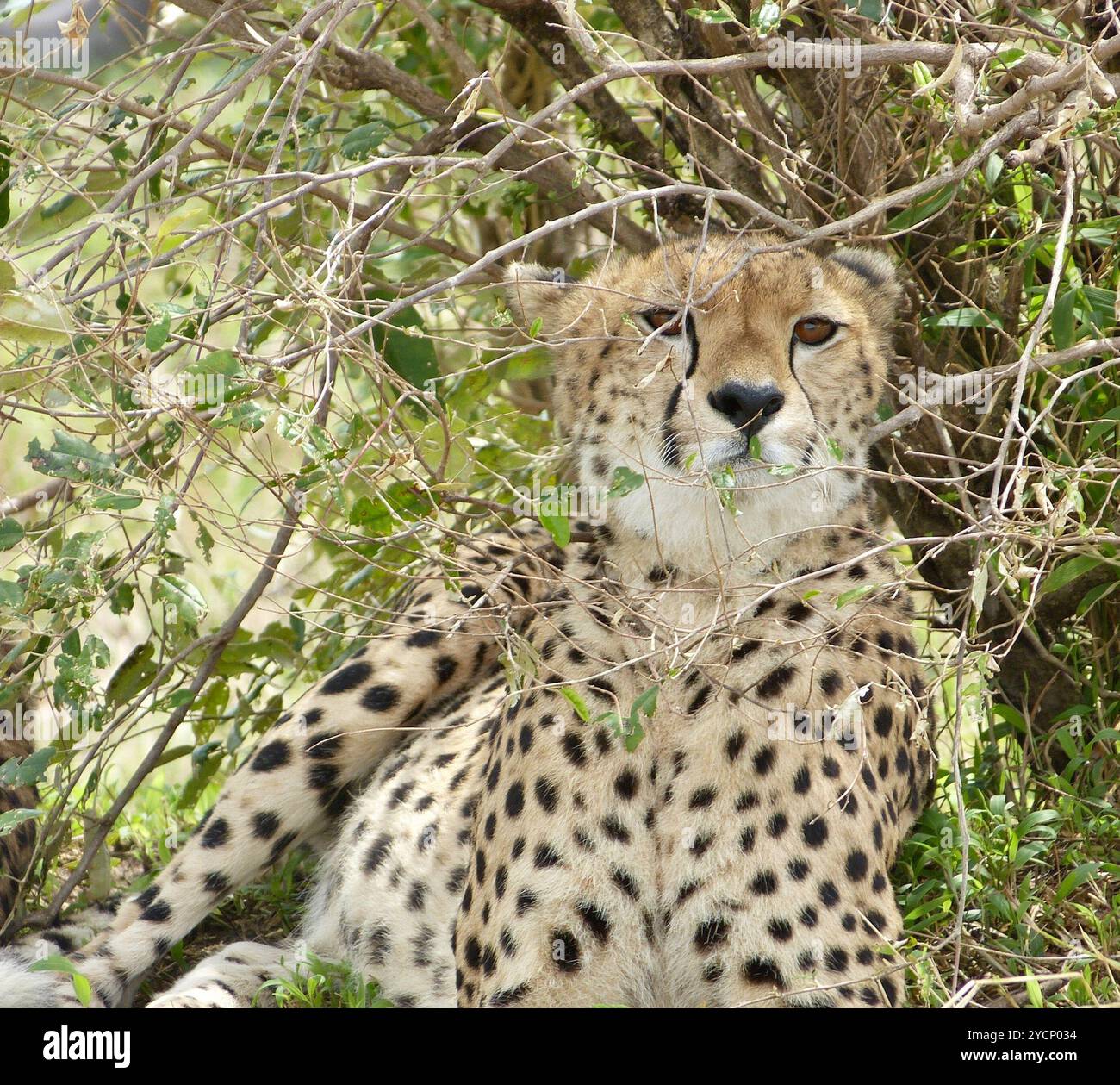 Southern and Eastern African Cheetah (Acinonyx jubatus jubatus ...