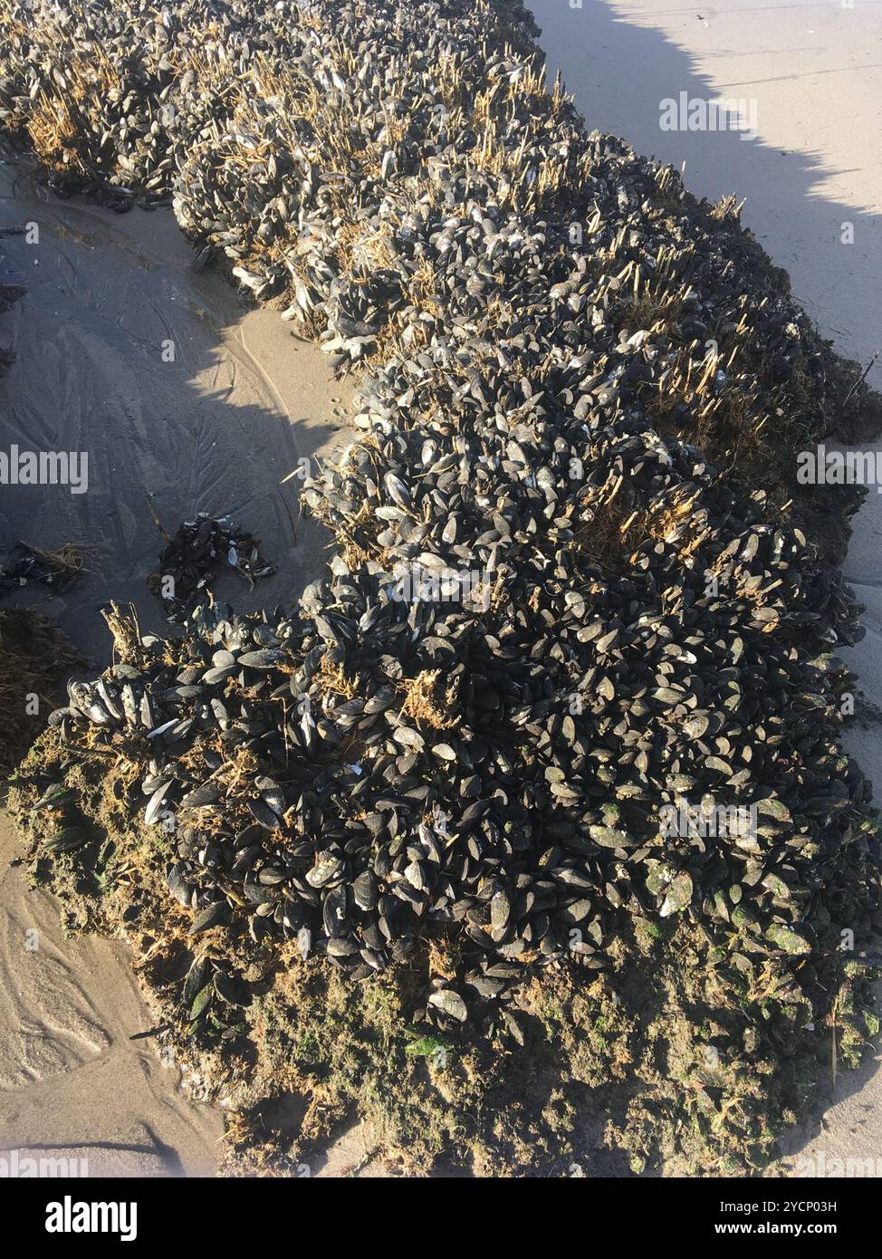 Atlantic Ribbed Mussel (Geukensia demissa) Mollusca Stock Photo - Alamy