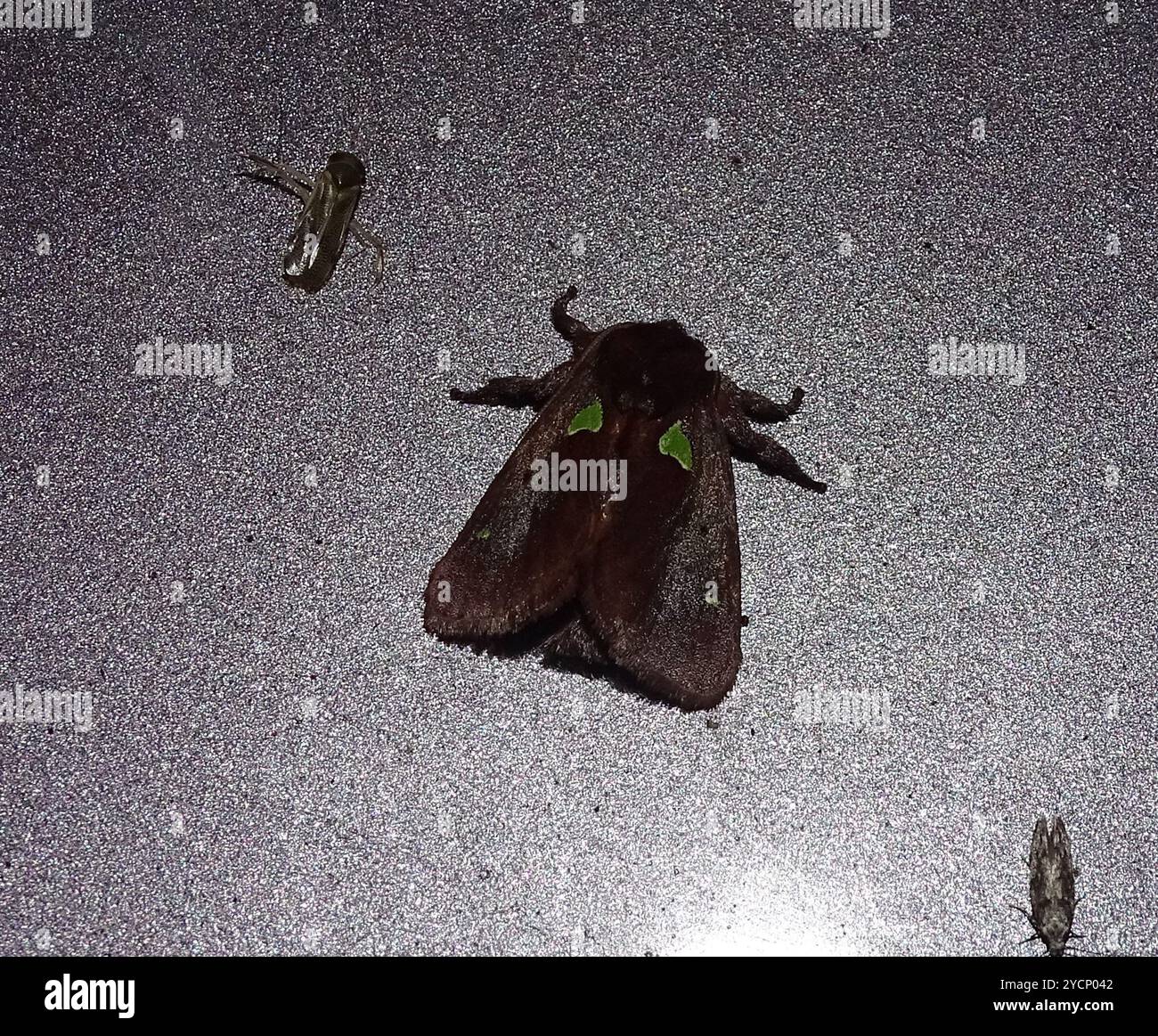 Euclea slug moth hi-res stock photography and images - Alamy