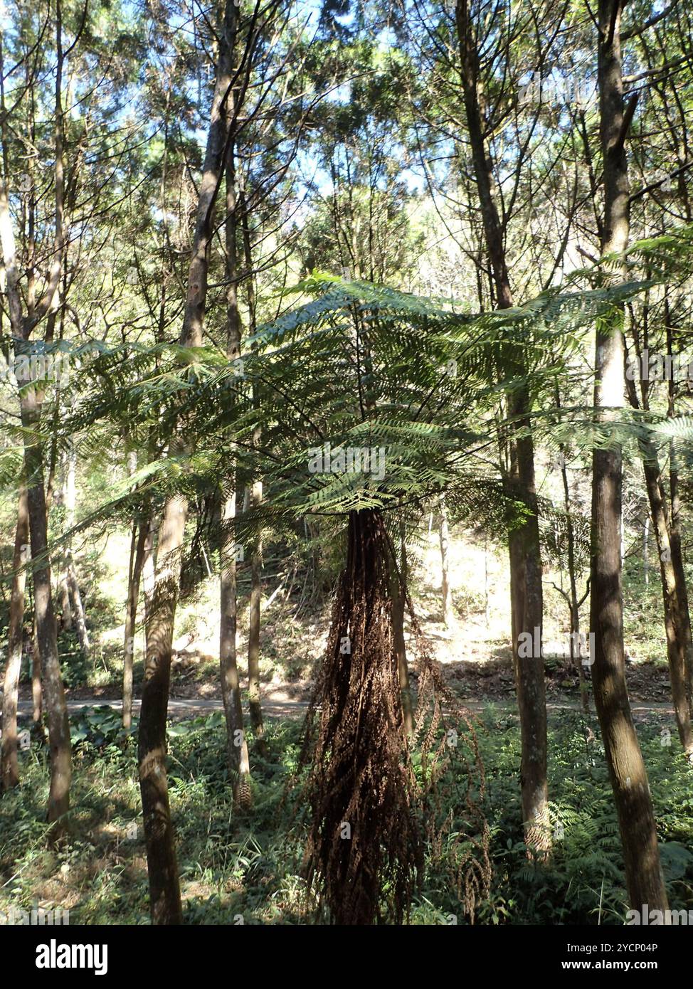 Spiny Tree Fern (Alsophila spinulosa) Plantae Stock Photo - Alamy