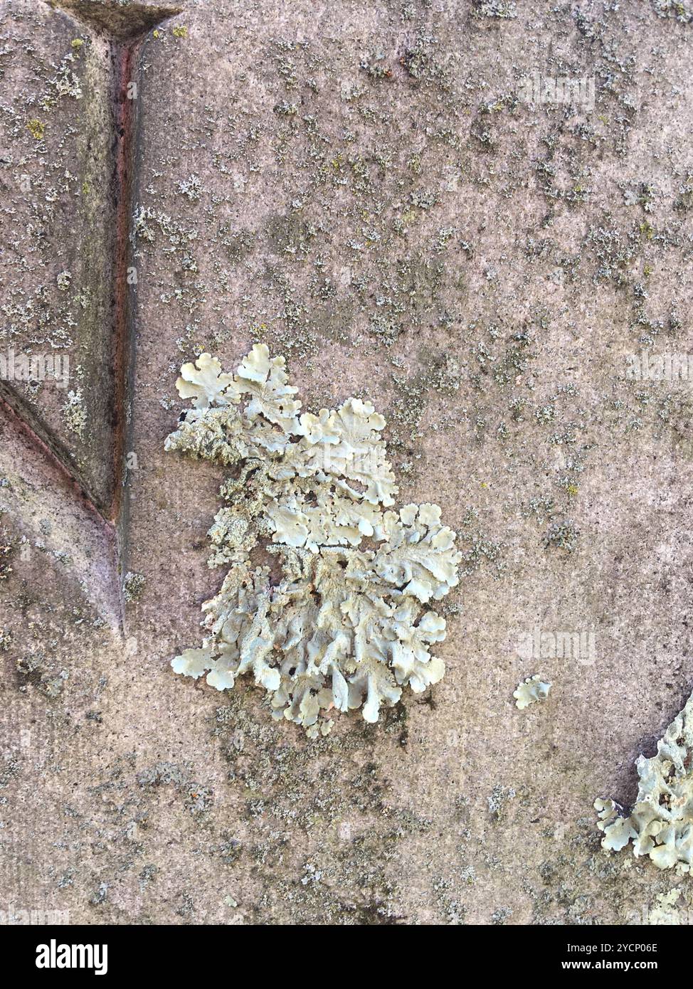 typical shield lichens (Parmelioideae) Fungi Stock Photo - Alamy