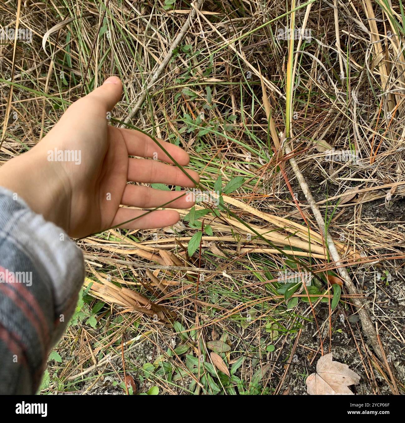 Florida Tickseed (Coreopsis floridana) Plantae Stock Photo - Alamy