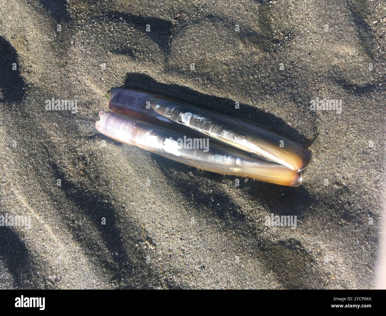 Atlantic Jackknife (Ensis leei) Mollusca Stock Photo - Alamy