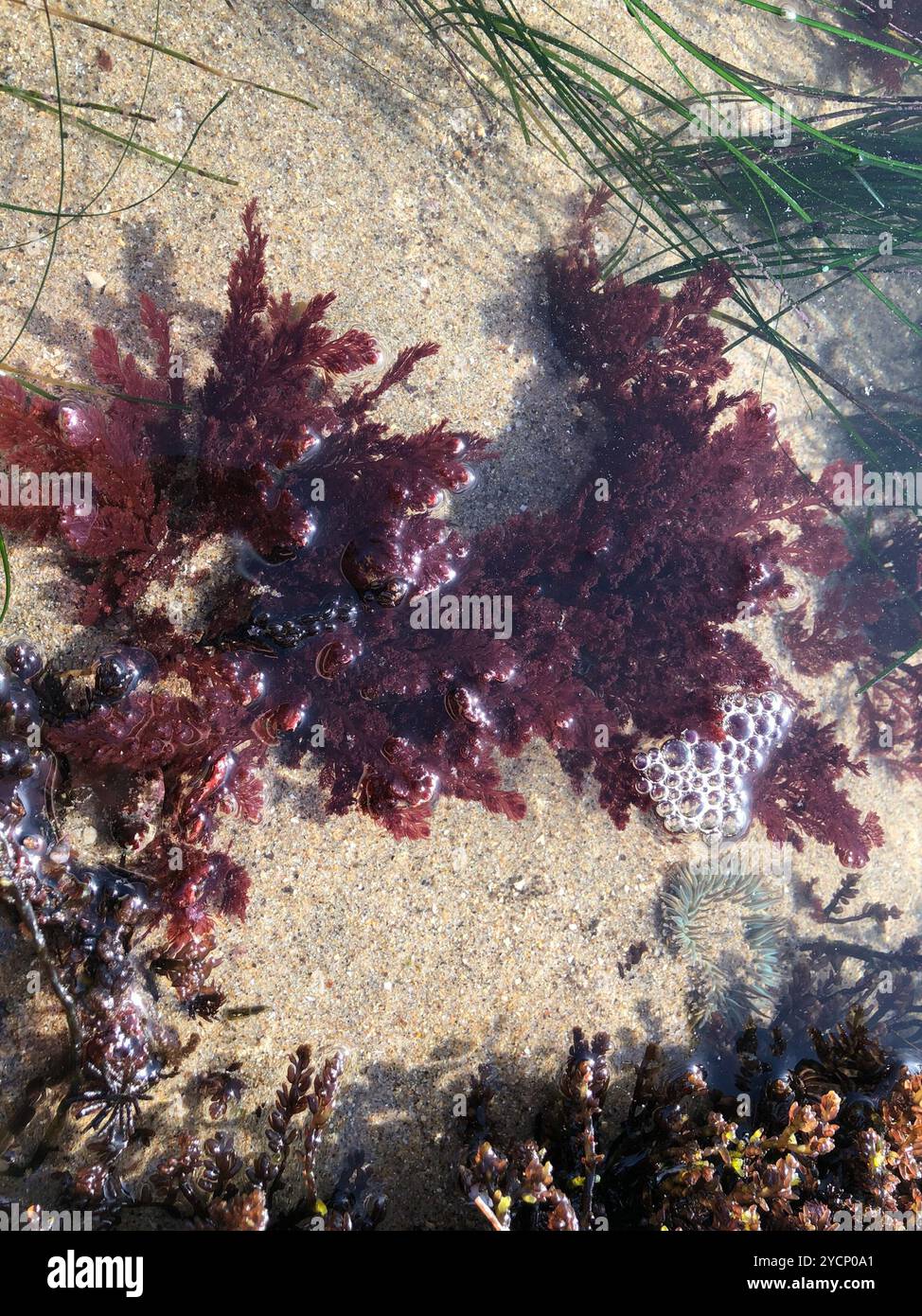 Sea Comb (Plocamium cartilagineum) Plantae Stock Photo - Alamy