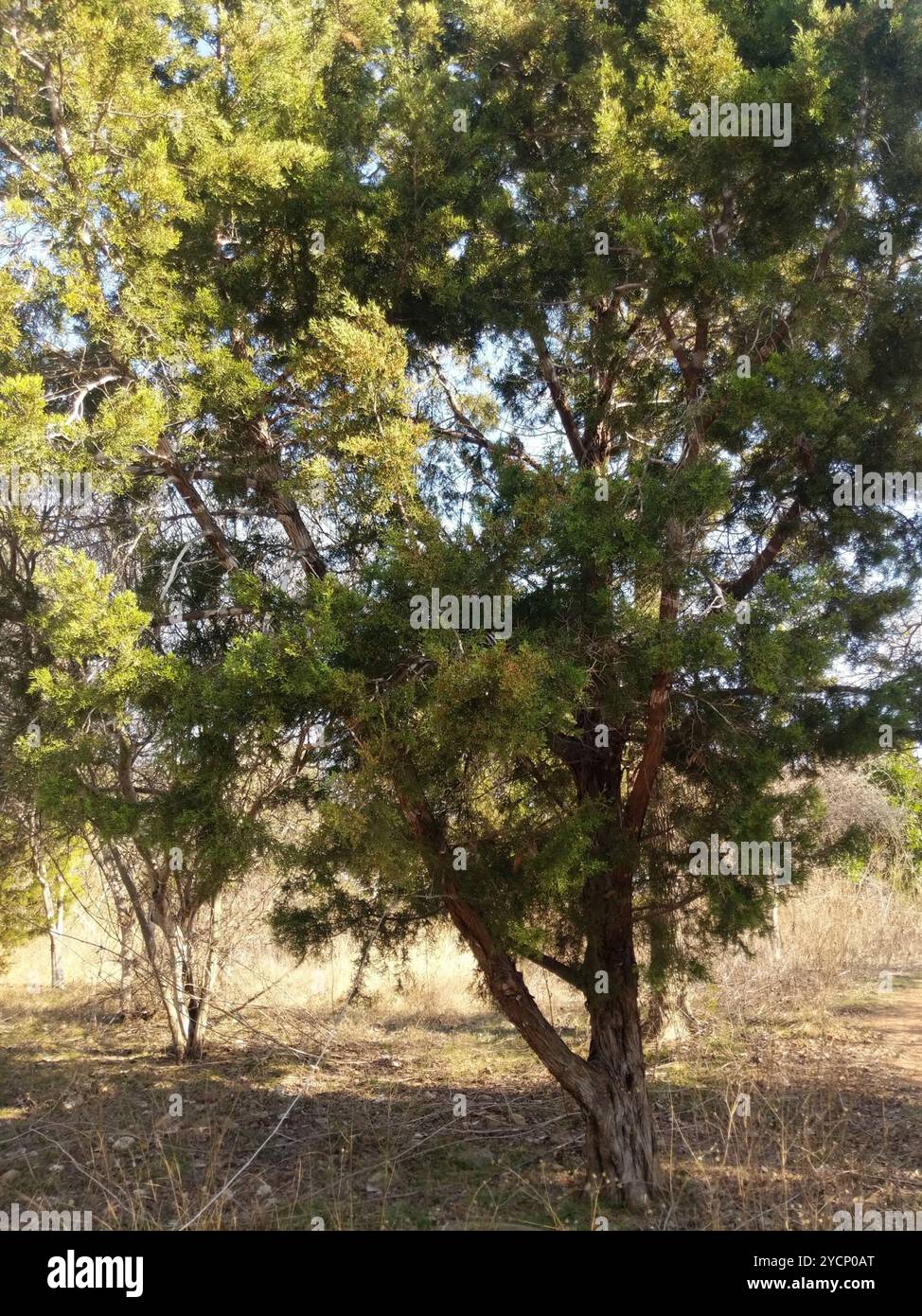 Ashe juniper (Juniperus ashei) Plantae Stock Photo - Alamy
