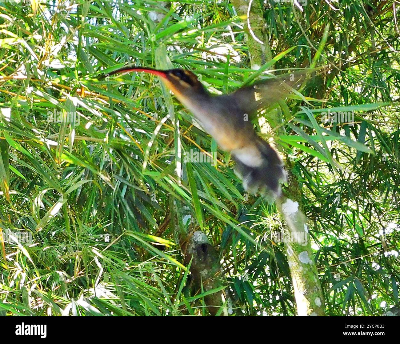 Long-billed Hermit (Phaethornis longirostris) Aves Stock Photo - Alamy
