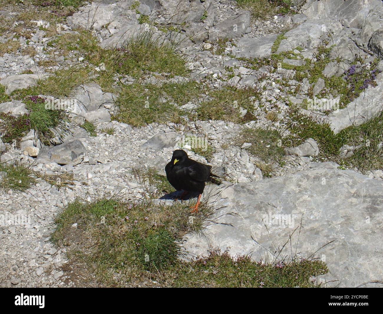 Yellow-billed Chough (Pyrrhocorax graculus) Aves Stock Photo - Alamy