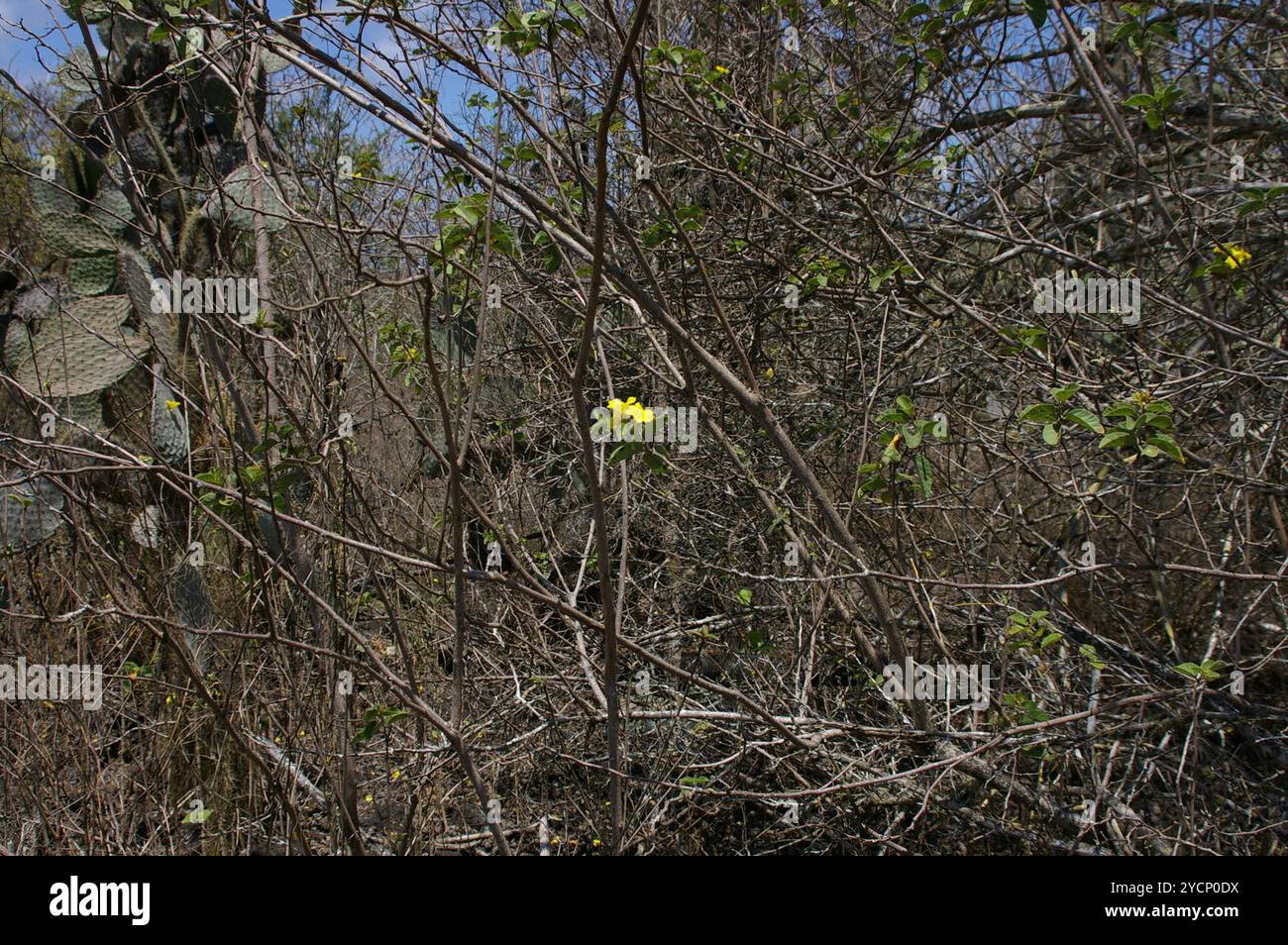 yellow geiger (Cordia lutea) Plantae Stock Photo - Alamy