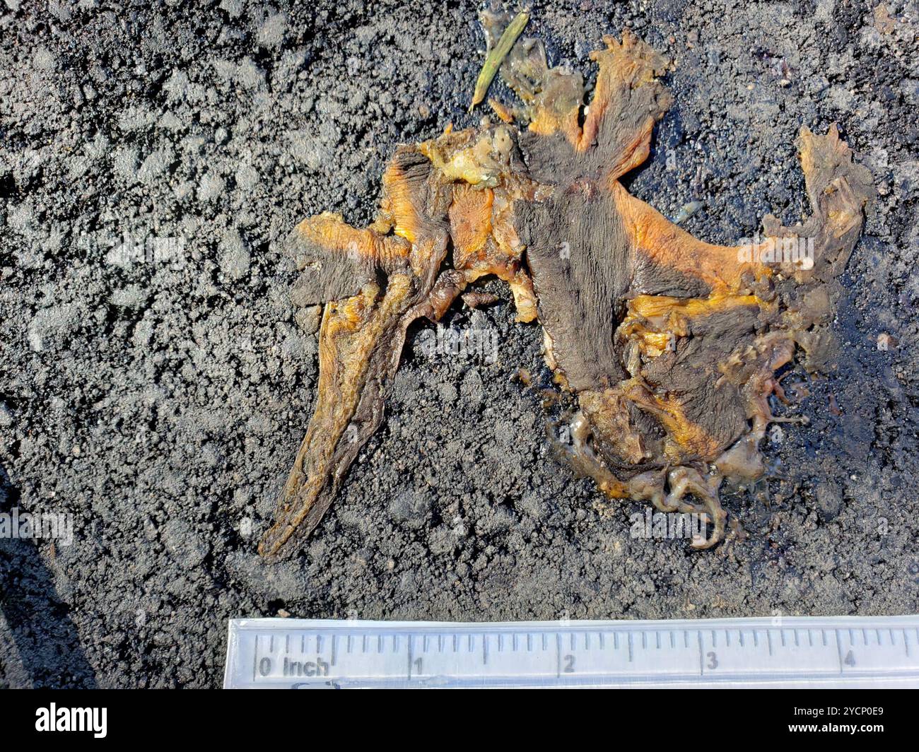 Pacific Newts (Taricha) Amphibia Stock Photo - Alamy