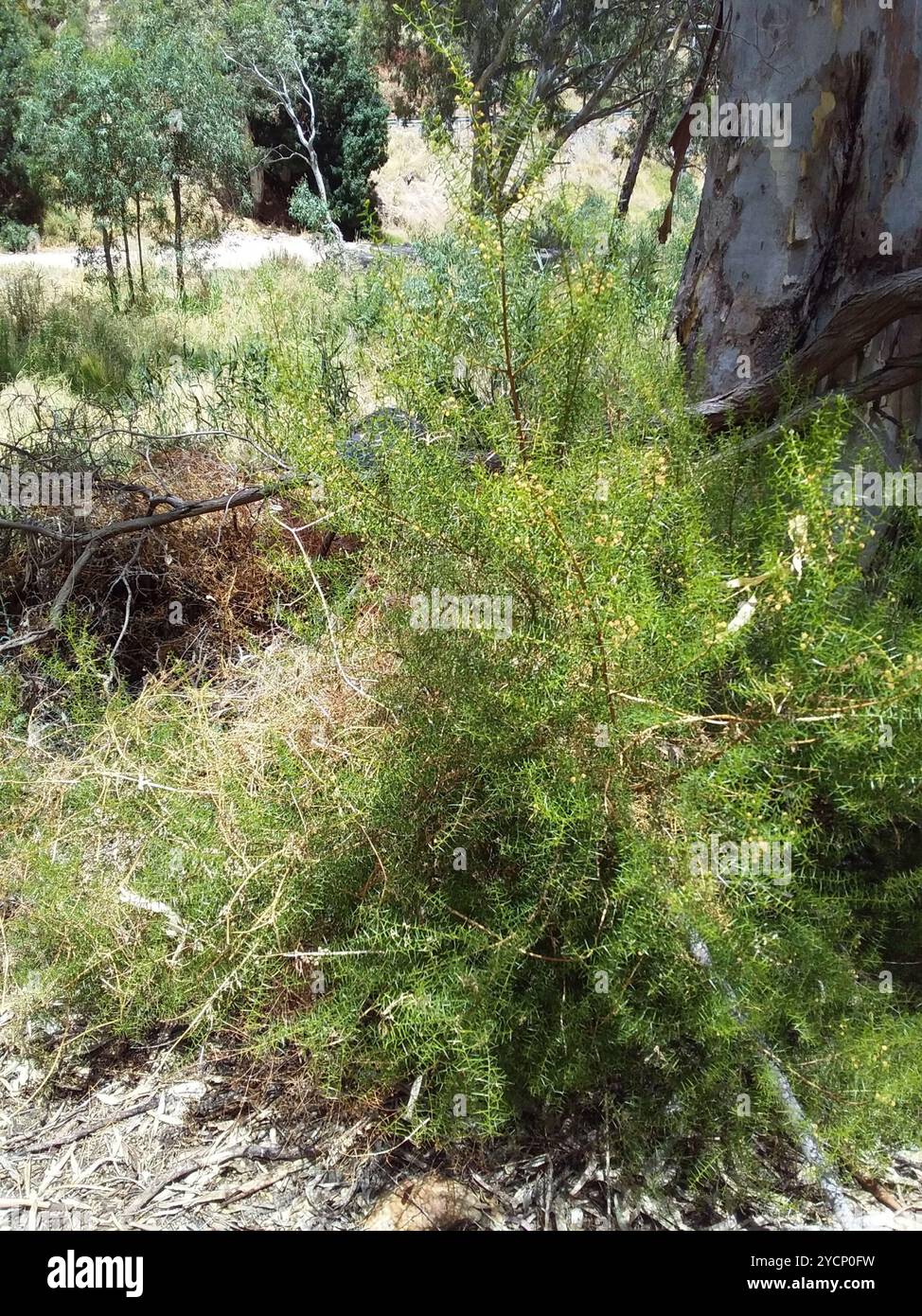 rock wattle (Acacia rupicola) Plantae Stock Photo - Alamy
