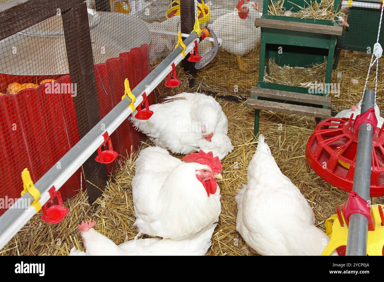 Hen house modern hi-res stock photography and images - Alamy