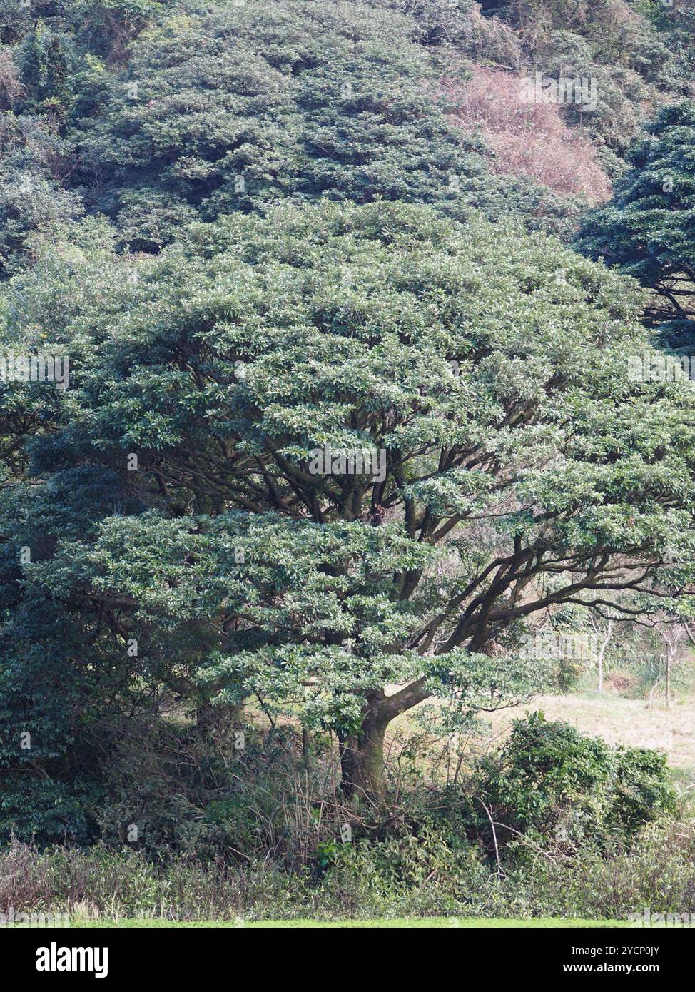 Red Machilus (Machilus thunbergii) Plantae Stock Photo - Alamy