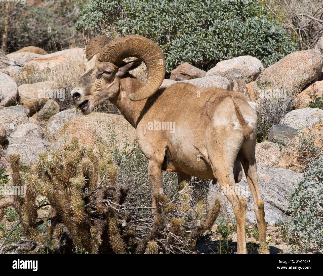 Desert Bighorn Sheep (Ovis canadensis nelsoni) Mammalia Stock Photo - Alamy