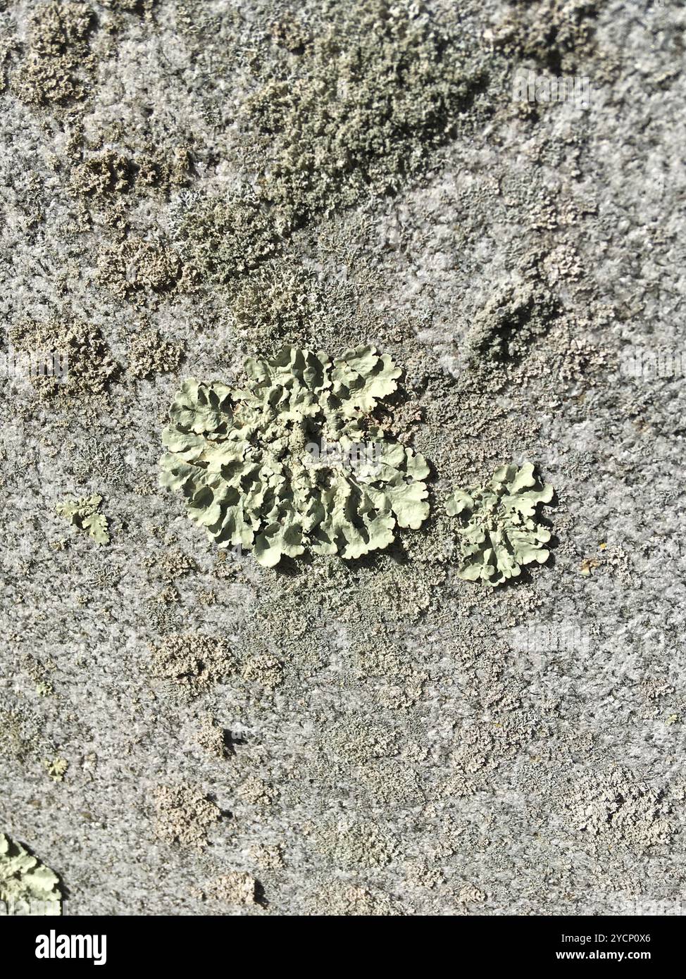 typical shield lichens (Parmelioideae) Fungi Stock Photo - Alamy