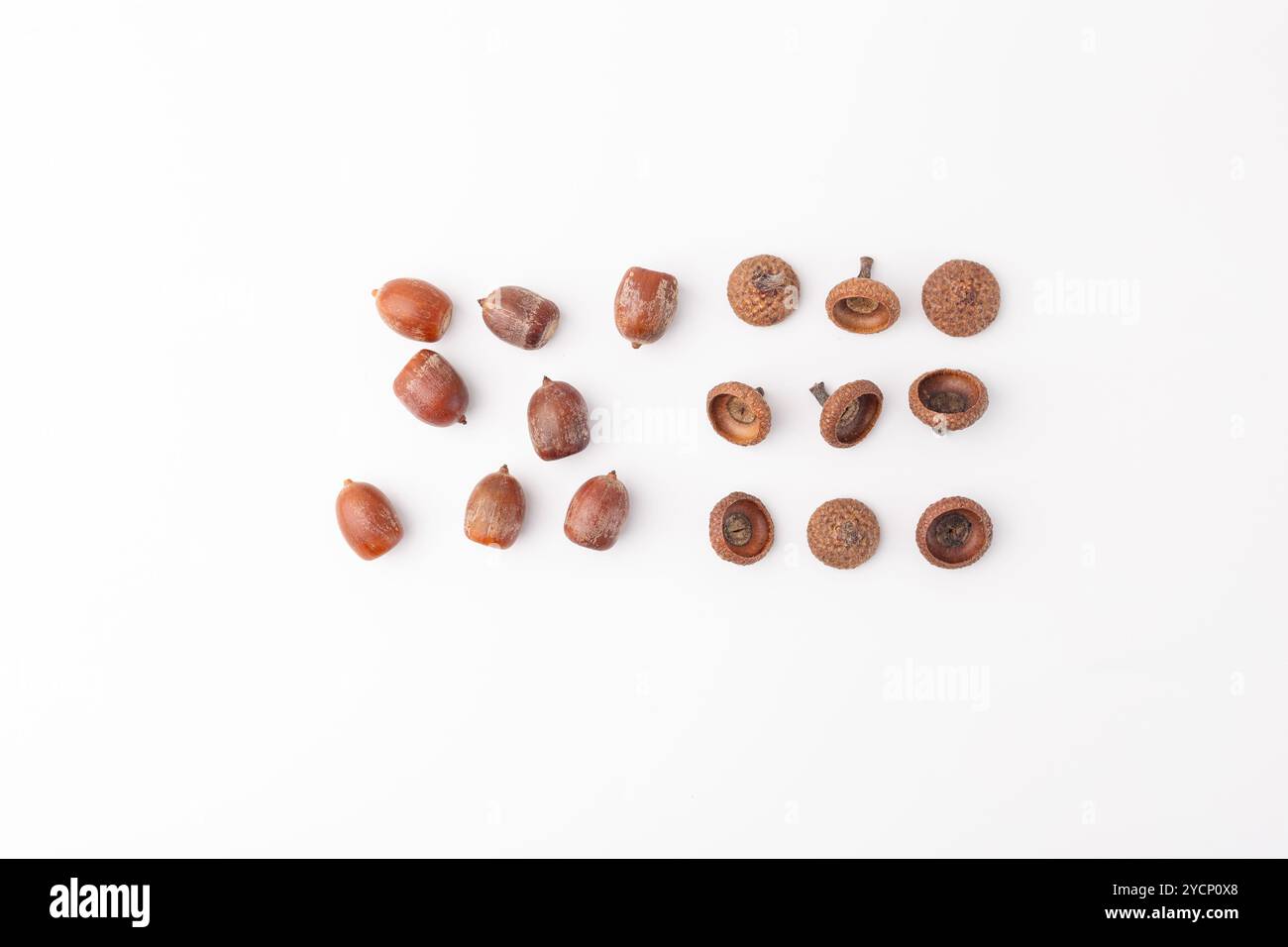 natural acorns with brown caps and smooth, reddish-brown bodies ...