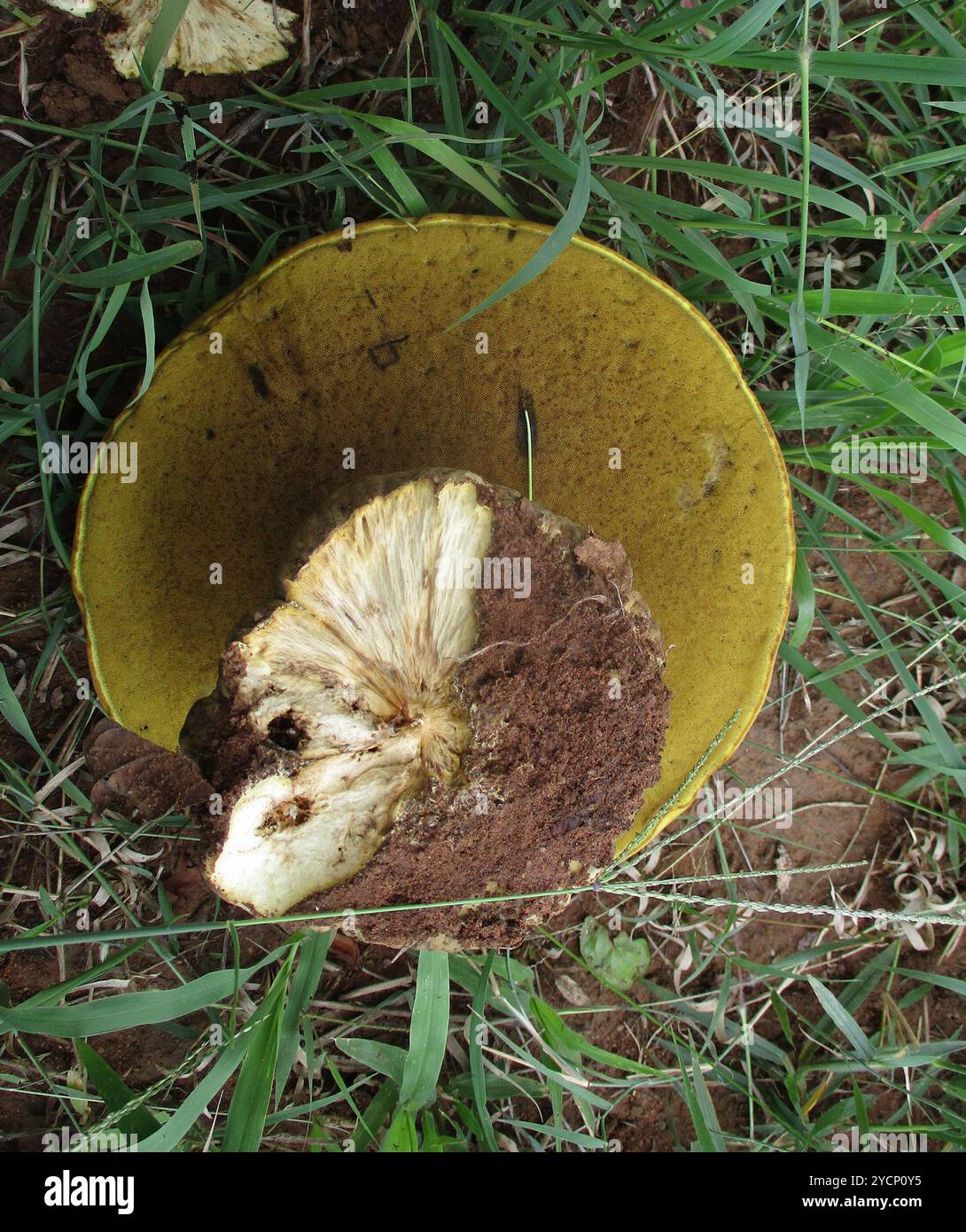 boletes (Boletaceae) Fungi Stock Photo - Alamy