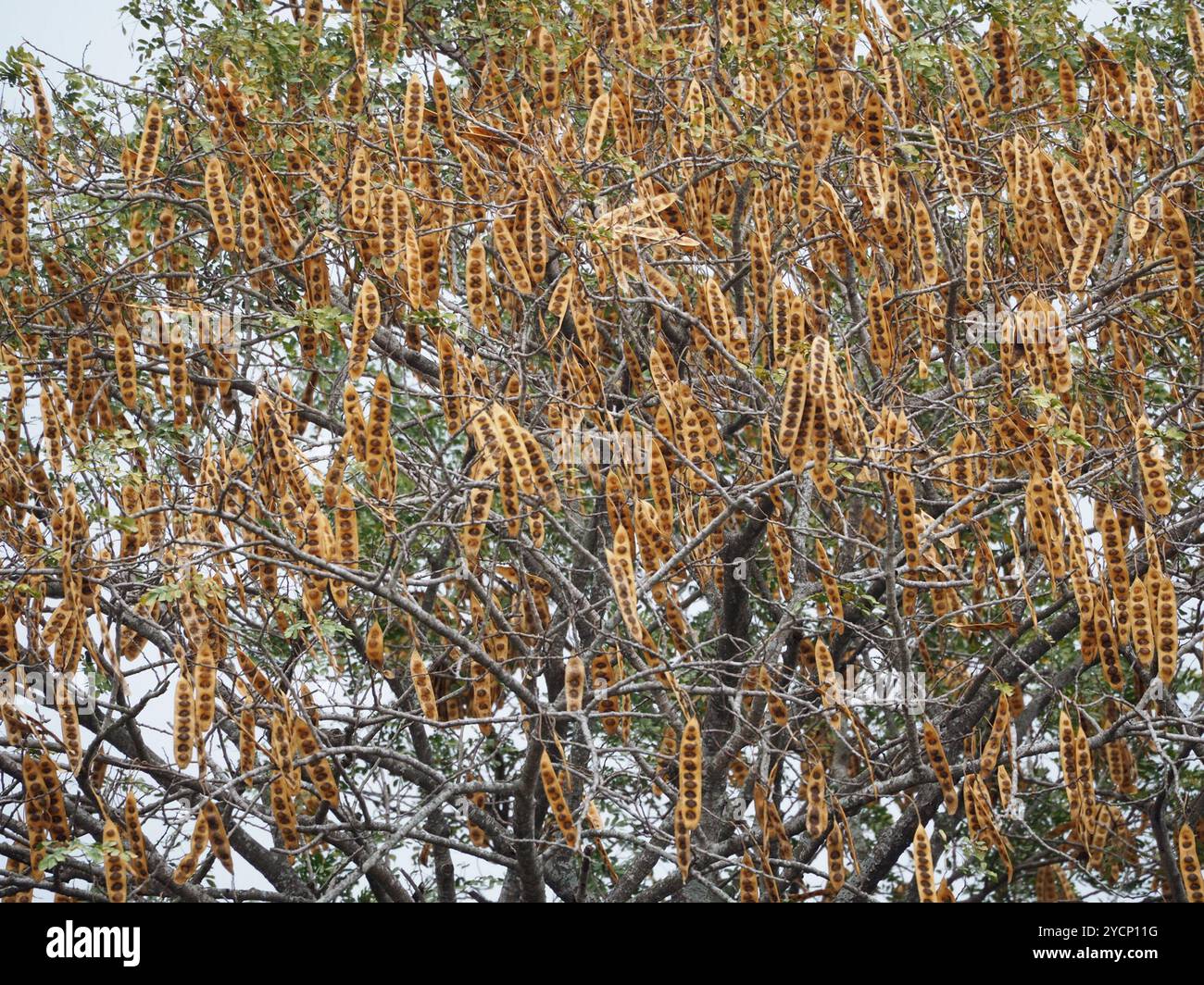 lebbeck (Albizia lebbeck) Plantae Stock Photo - Alamy