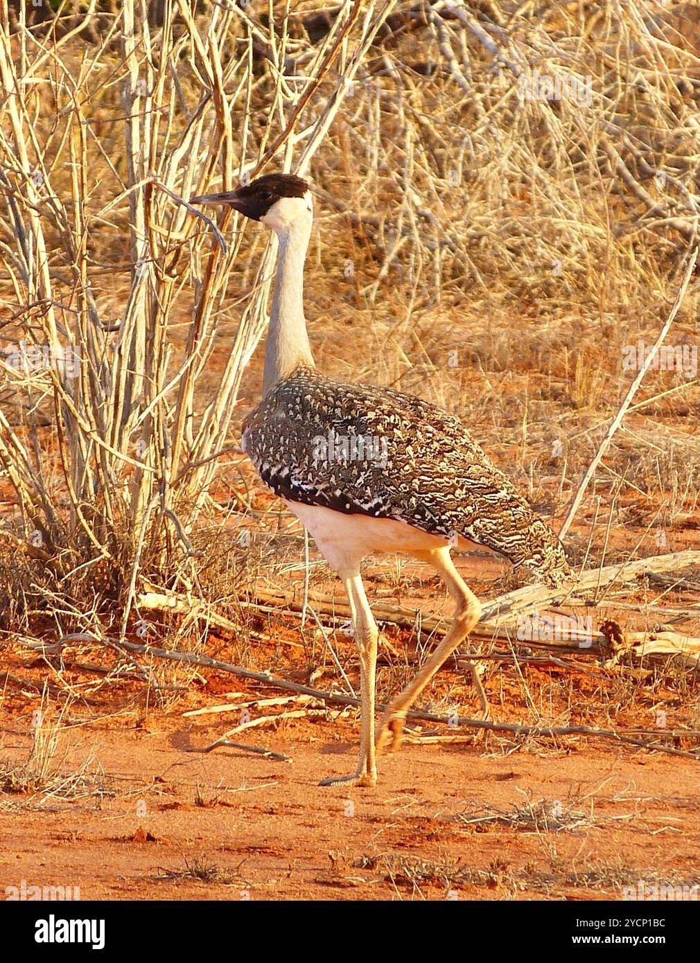 Heuglinii hi-res stock photography and images - Alamy