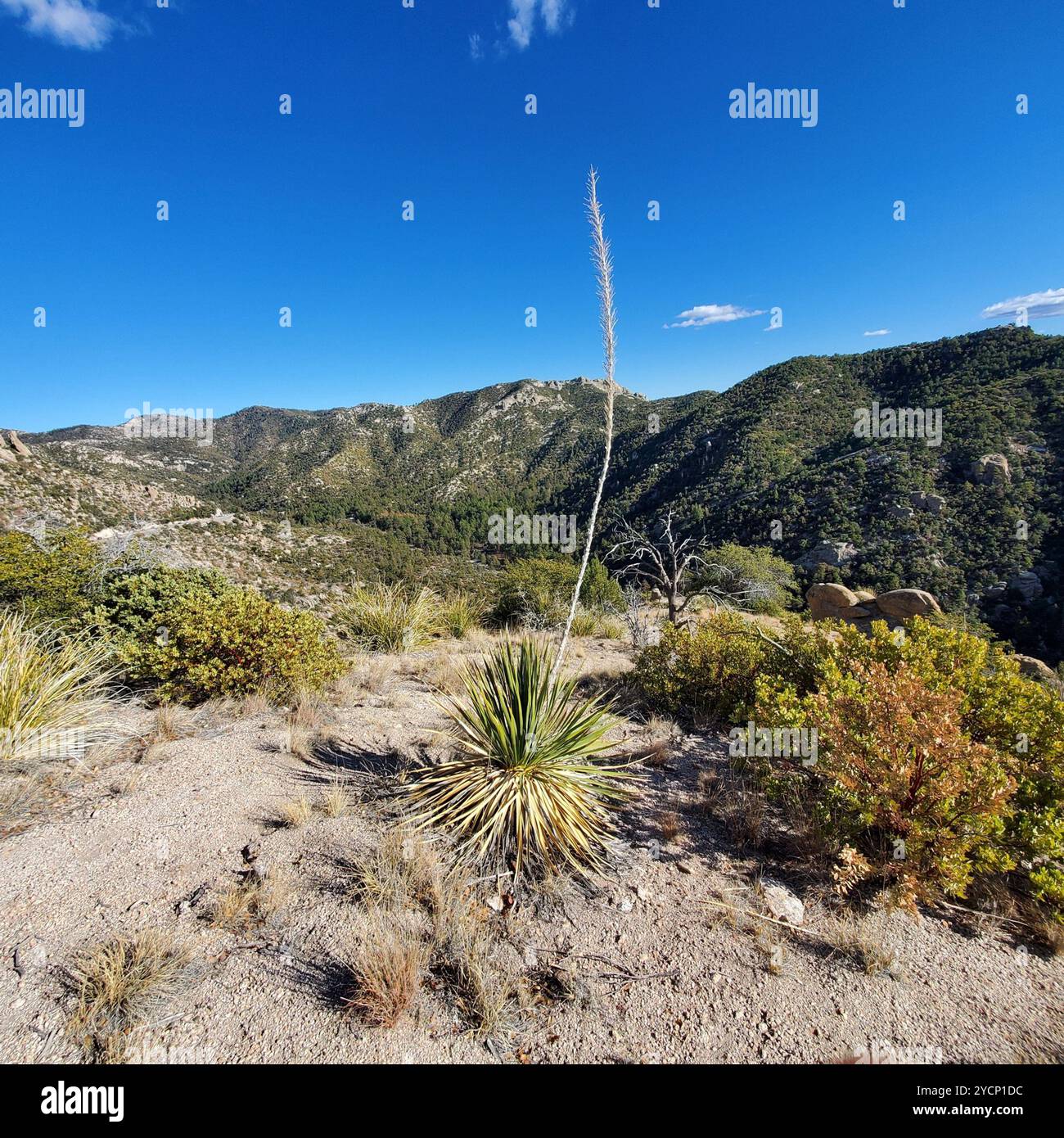 Wheeler sotol (Dasylirion wheeleri) Plantae Stock Photo - Alamy
