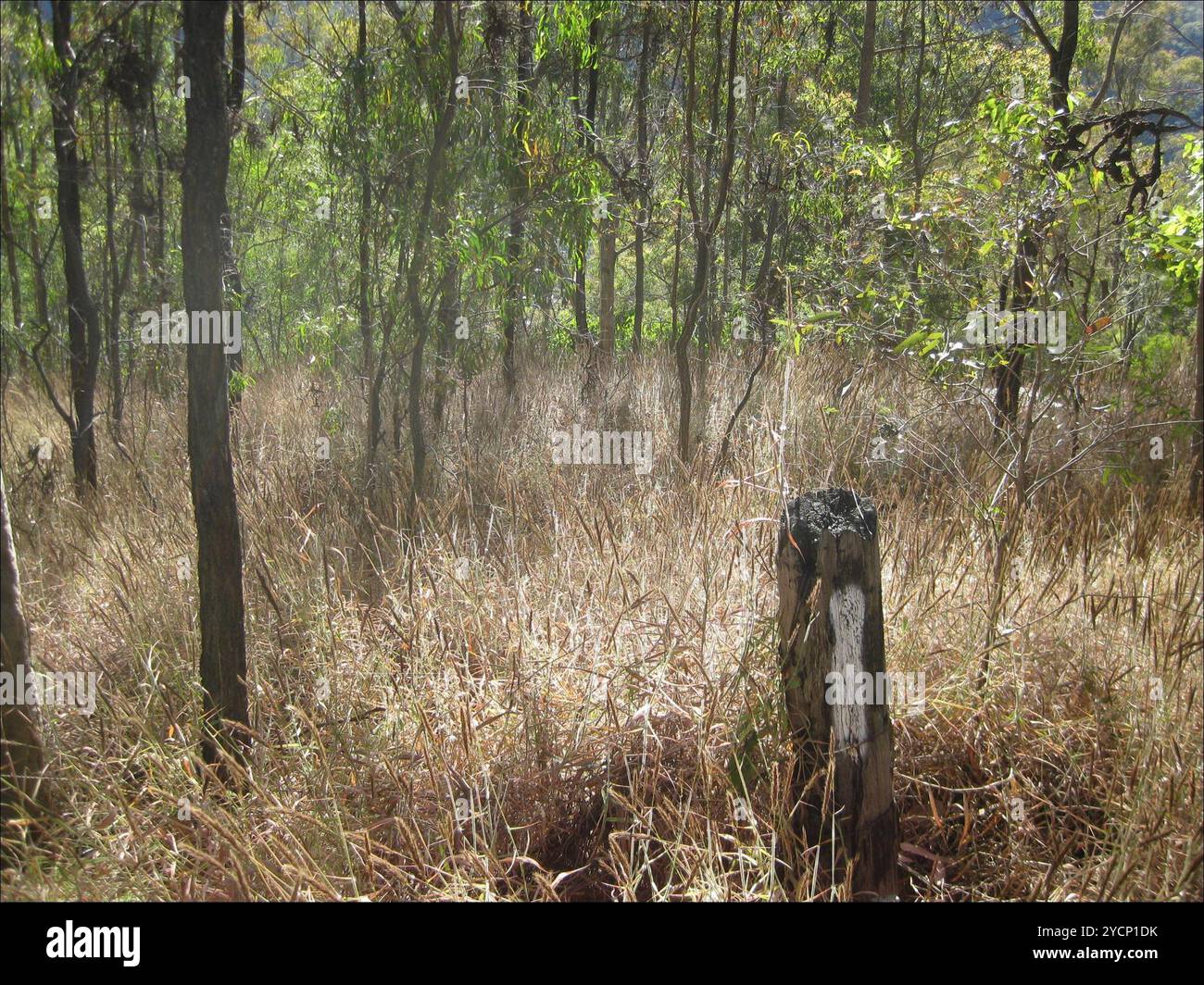 Molasses Grass (Melinis minutiflora) Plantae Stock Photo - Alamy