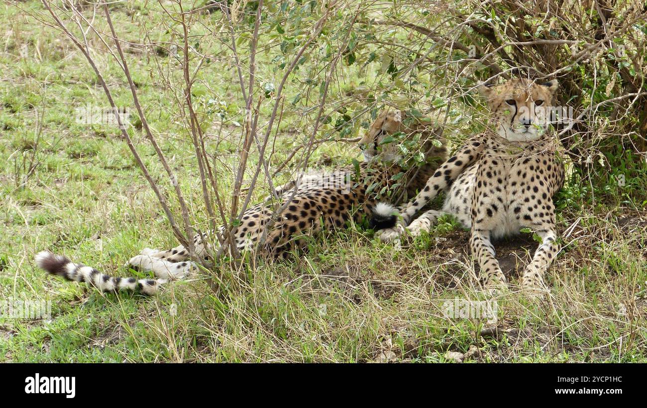 Southern and Eastern African Cheetah (Acinonyx jubatus jubatus ...