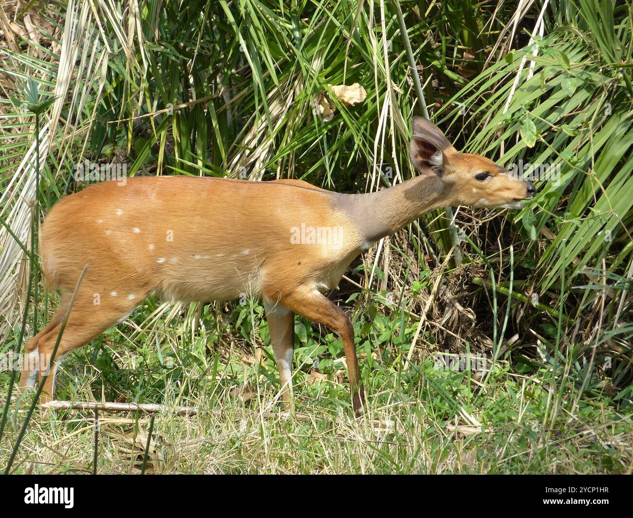 Southern Bushbuck (Tragelaphus sylvaticus) Mammalia Stock Photo - Alamy