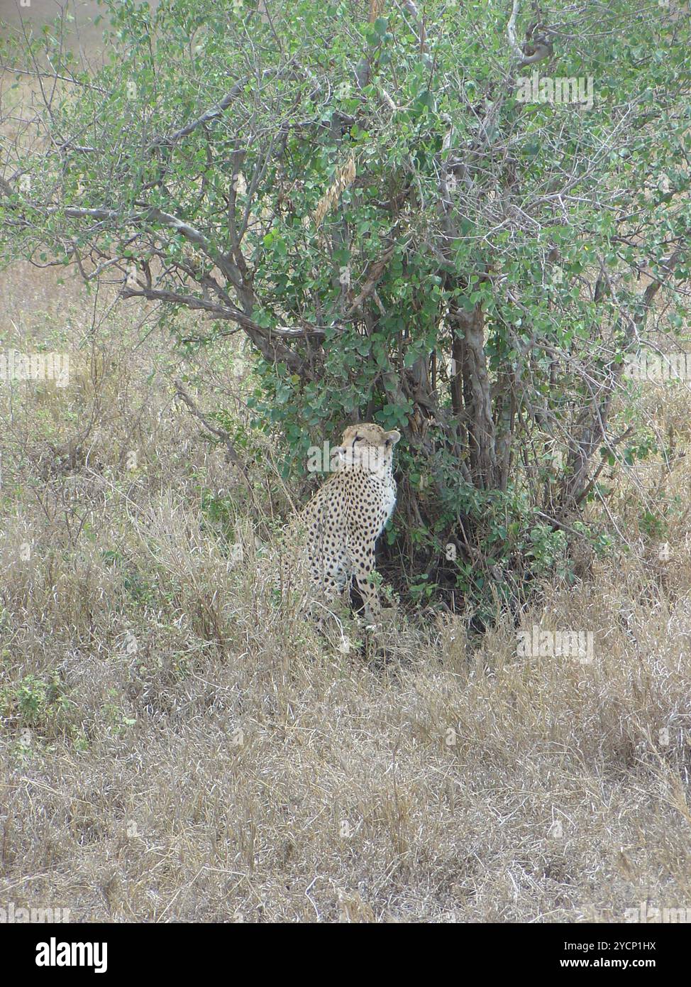 Southern and Eastern African Cheetah (Acinonyx jubatus jubatus ...