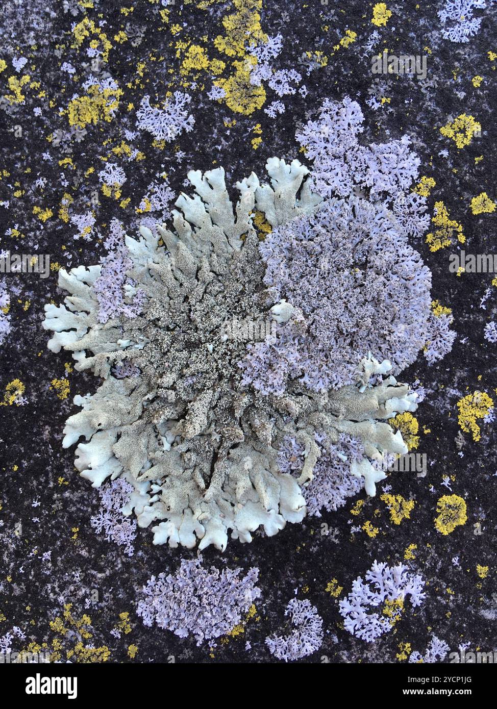 rock greenshield lichen (Flavoparmelia baltimorensis) Fungi Stock Photo ...
