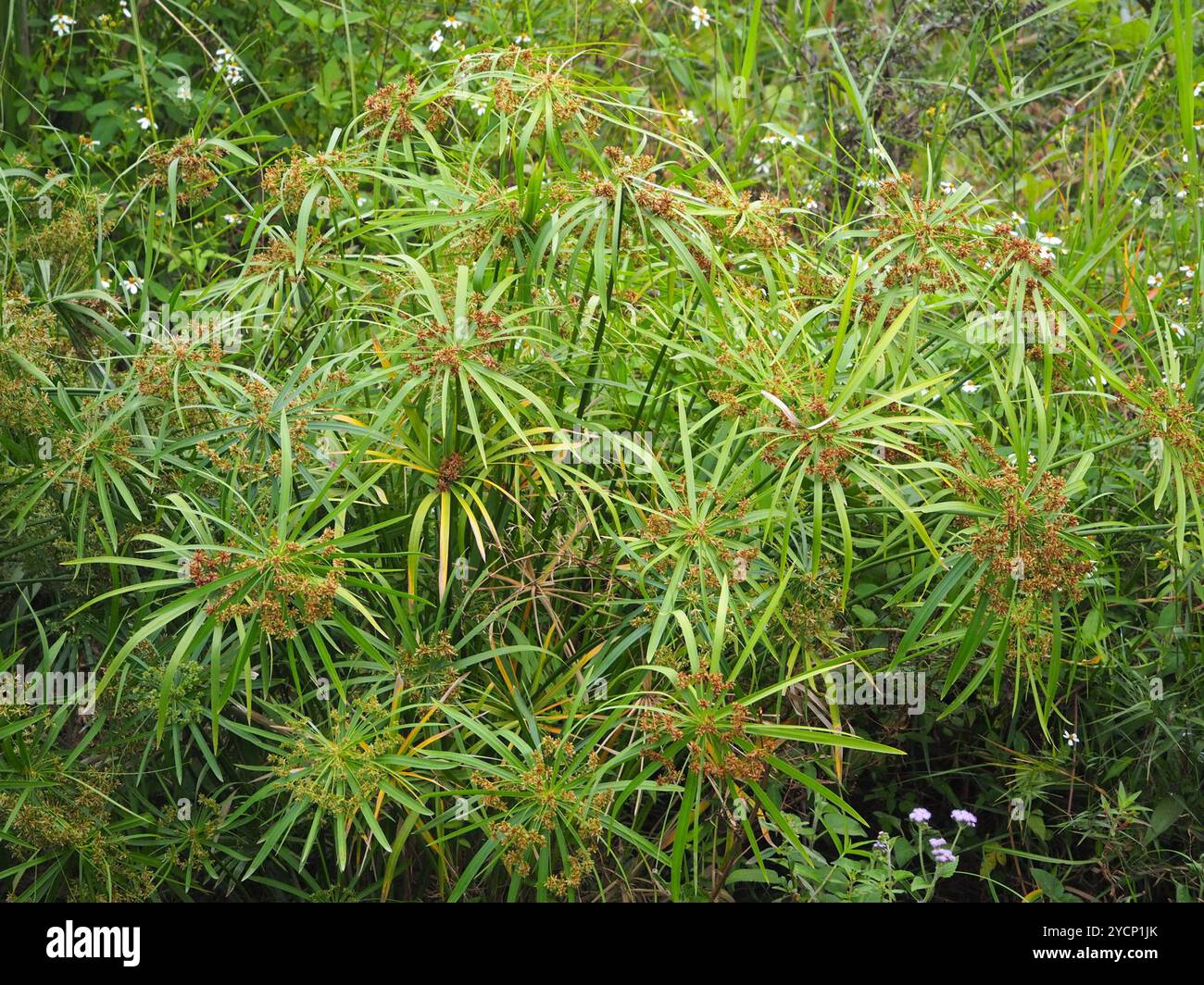 Umbrella papyrus (Cyperus alternifolius flabelliformis) Plantae Stock ...
