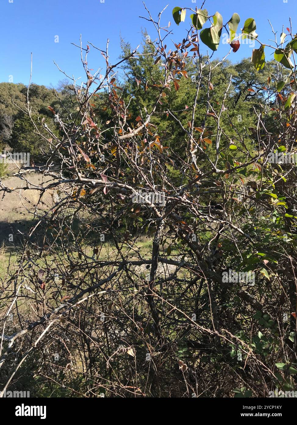 Gum bumelia (Sideroxylon lanuginosum) Plantae Stock Photo - Alamy