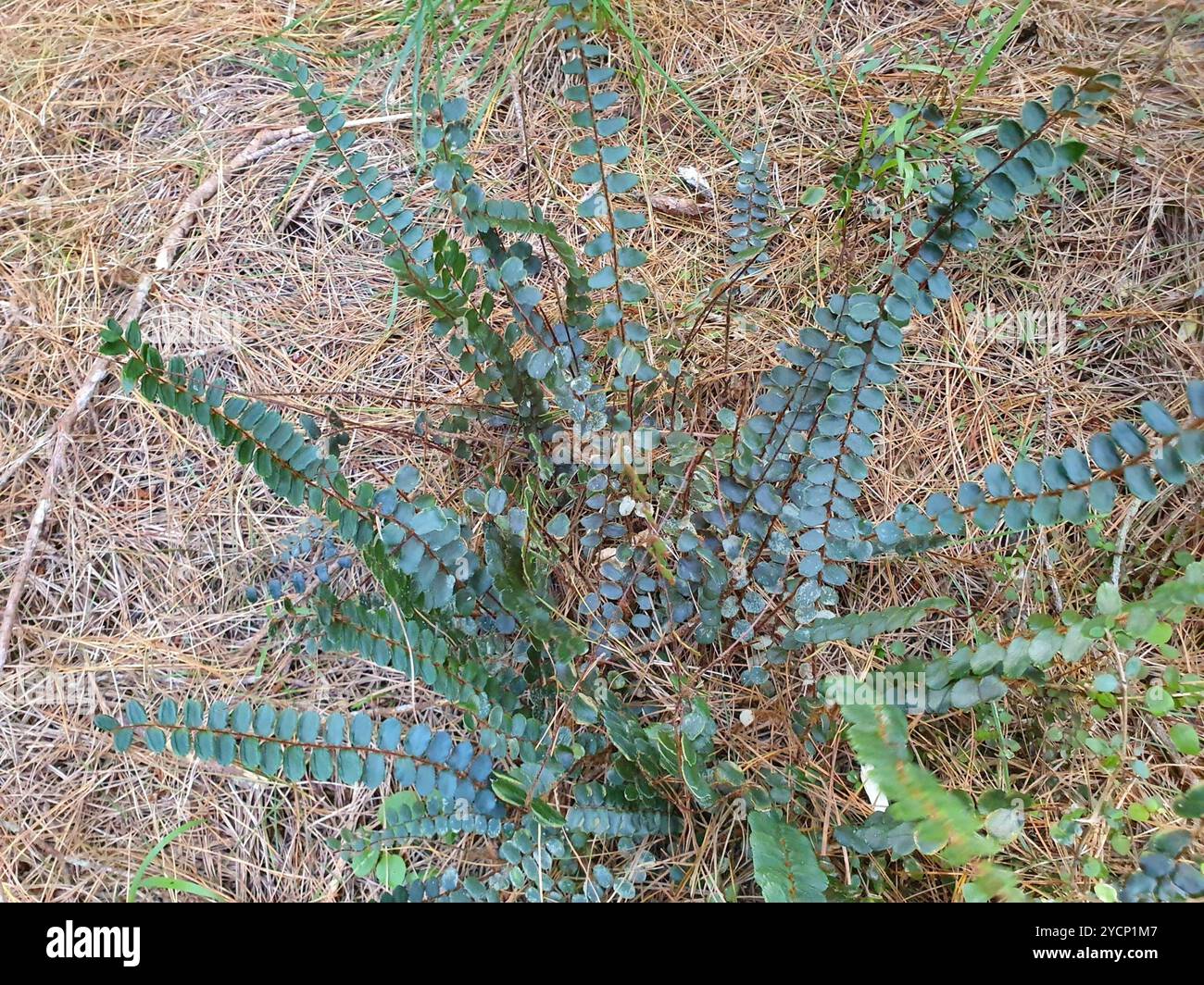 Button Fern (Pellaea rotundifolia) Plantae Stock Photo - Alamy