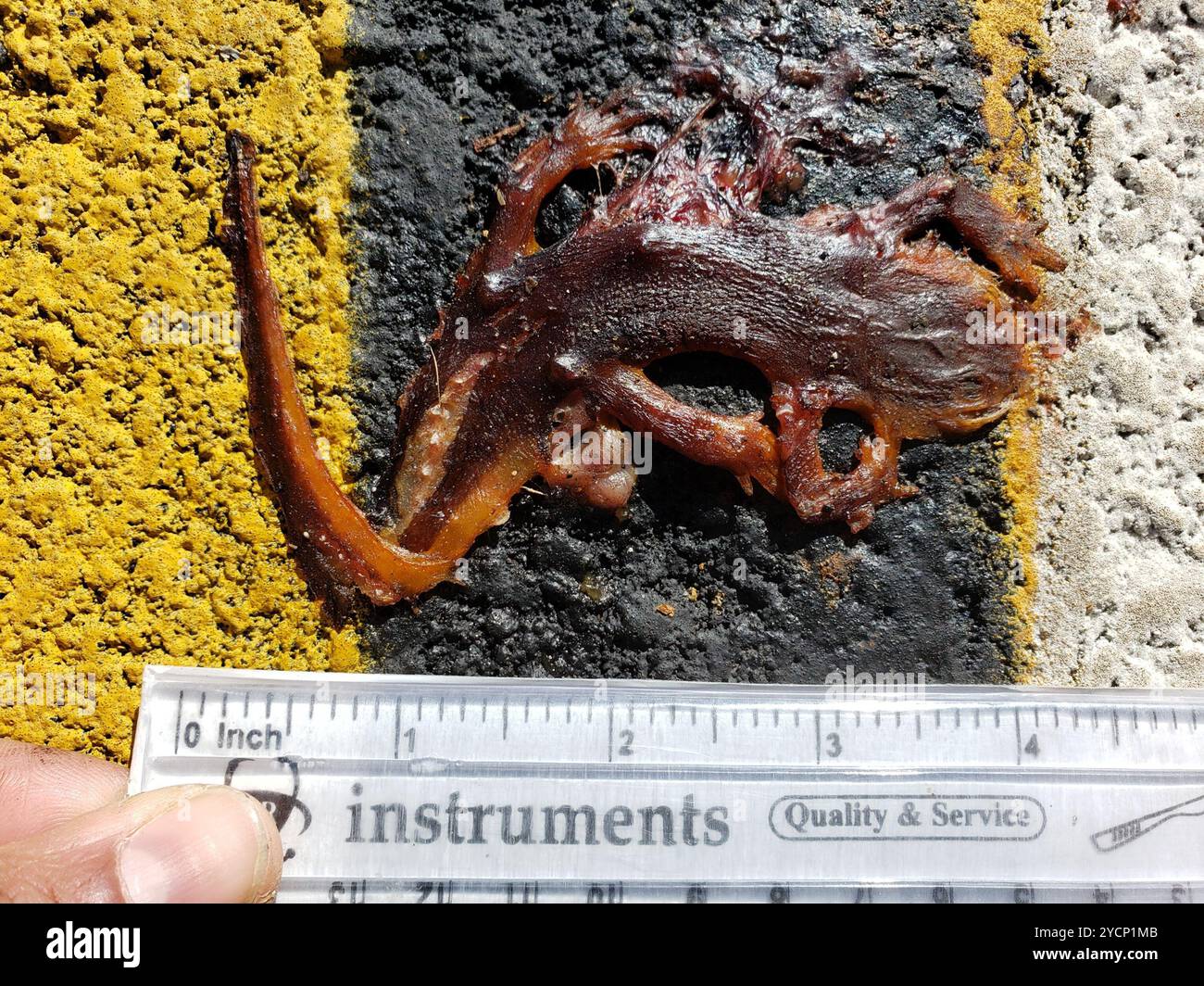 Pacific Newts (Taricha) Amphibia Stock Photo - Alamy