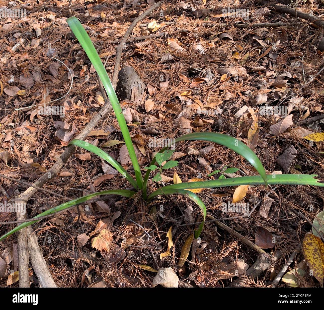 Southern Swamp Crinum (Crinum americanum) Plantae Stock Photo - Alamy