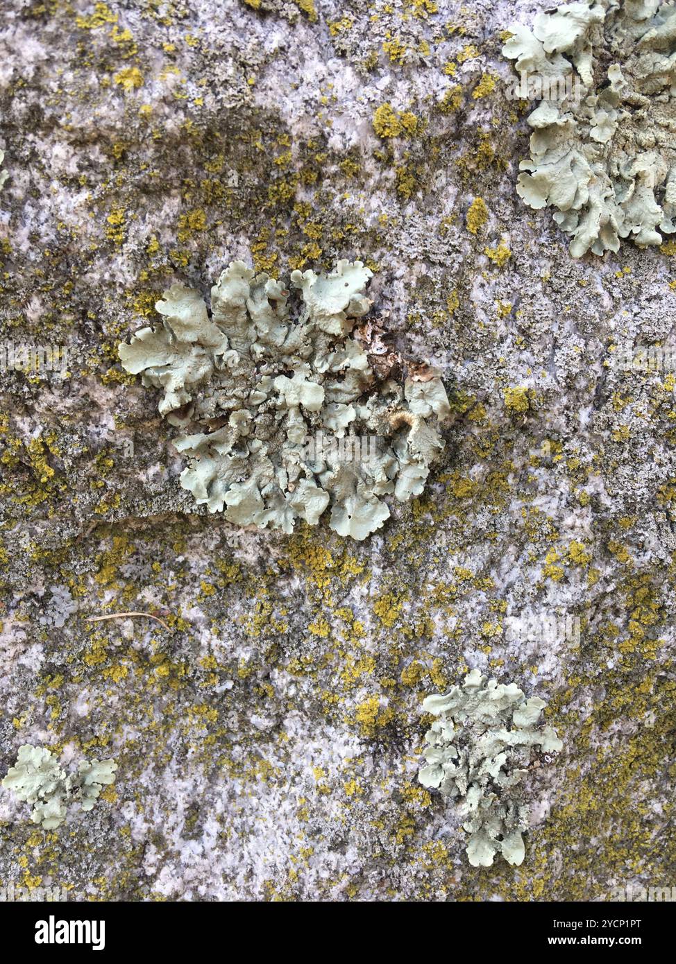 common greenshield lichen (Flavoparmelia caperata) Fungi Stock Photo ...
